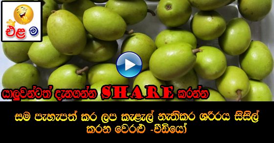 Amazing benefits of weralu (Elaeocarpus serratus)