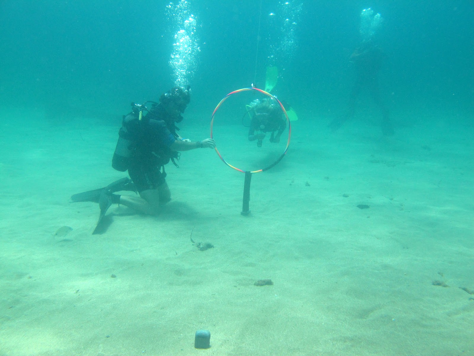 Sea Slug and the Turtle: Advanced Diver Training - Peak Performance ...