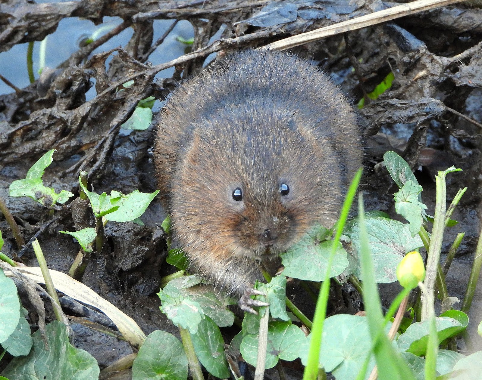 About a Brook: March 1 Vole