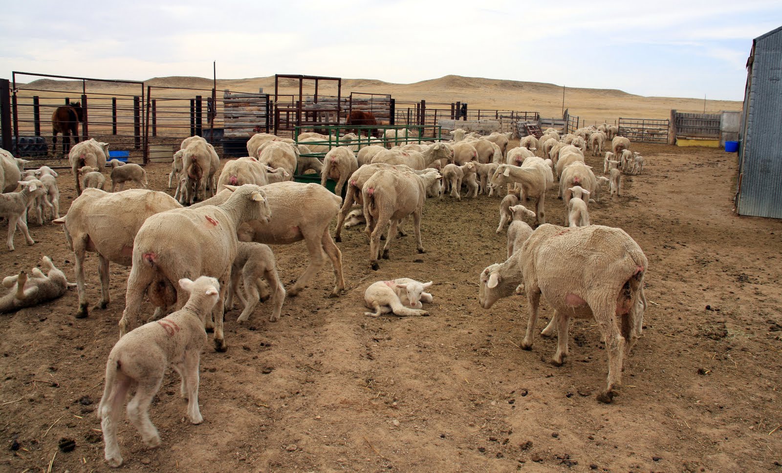 Double H Photography: Docking lambs, in March