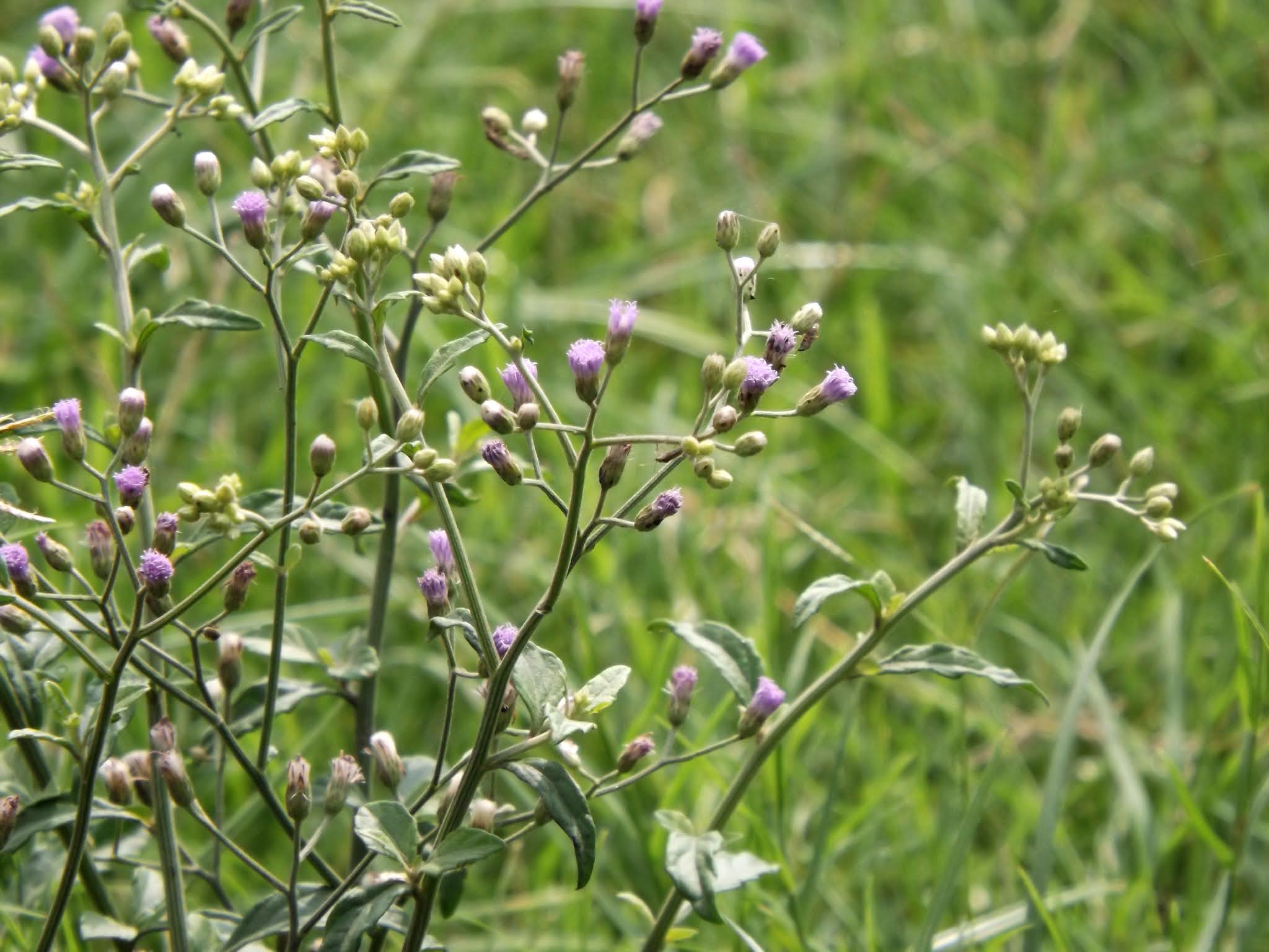 Kukshim or Little ironweed, Cyanthillium cinereum