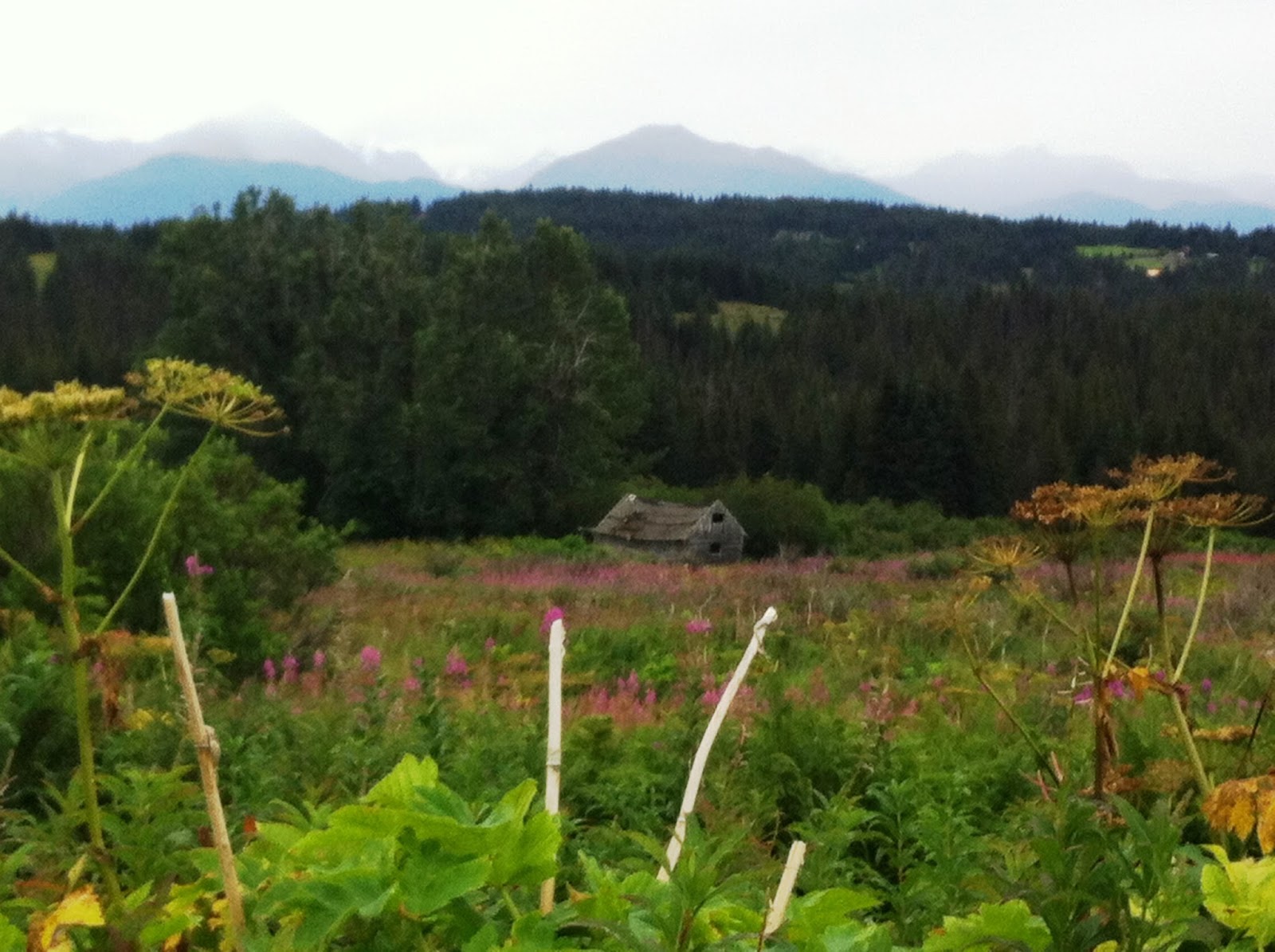 Life in Alaska — A View From Homer: Homestead Summer Trail
