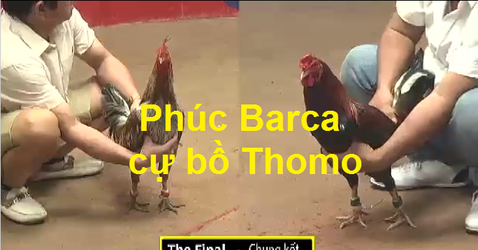 Đá gà trực tiếp thomo hôm nay