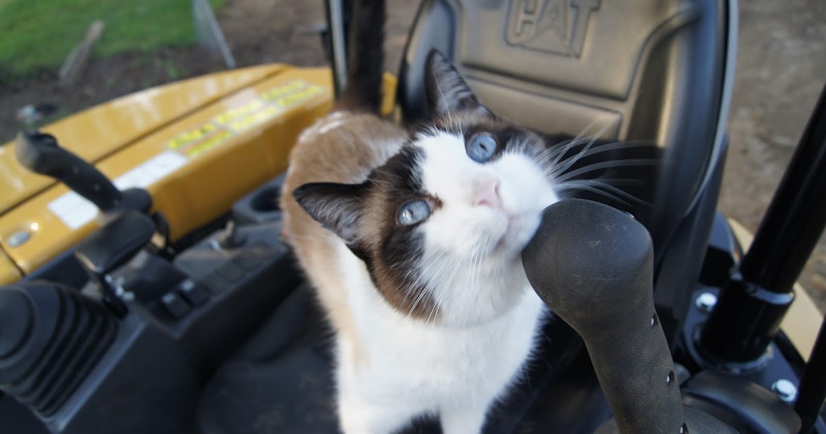 LHW:A The Blog: Driving the Cat