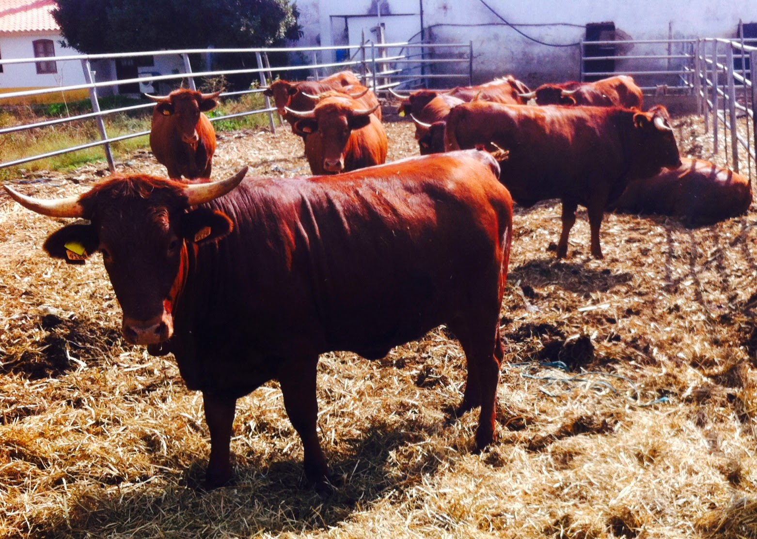 Quinta do Outeiro: Novilhas