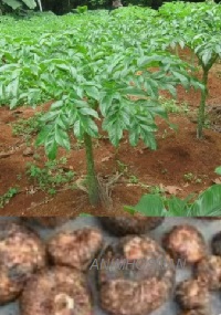 Anim Agro Technology: SUWEG - KENALI TANAMAN INI