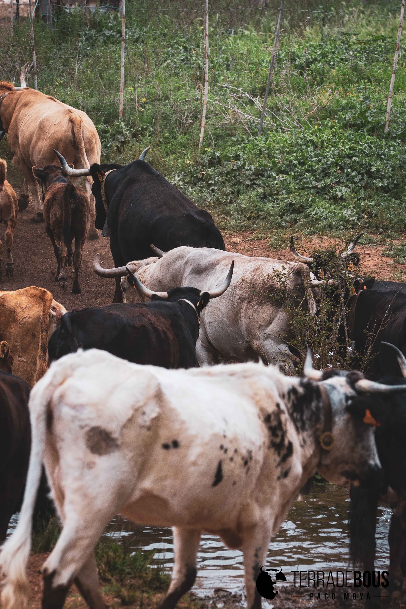 LA HORA DEL SEMENTAL