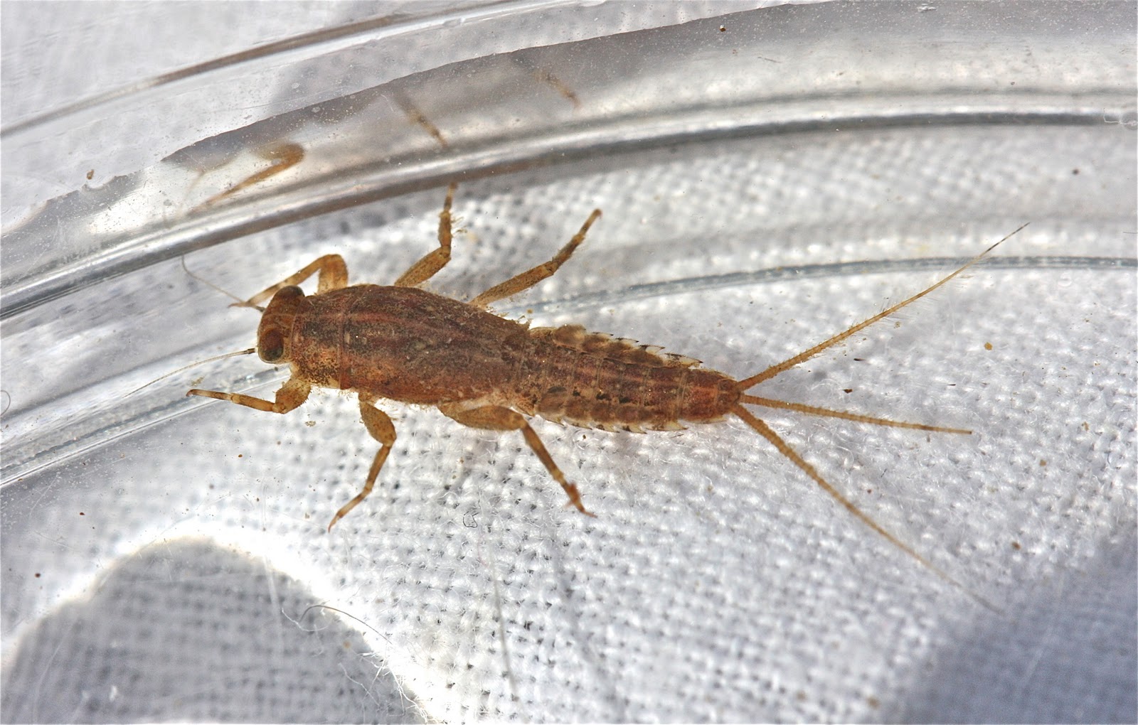 Aquatic Insects of Central Virginia: Spiny Crawlers (Ephemerellidae): A ...