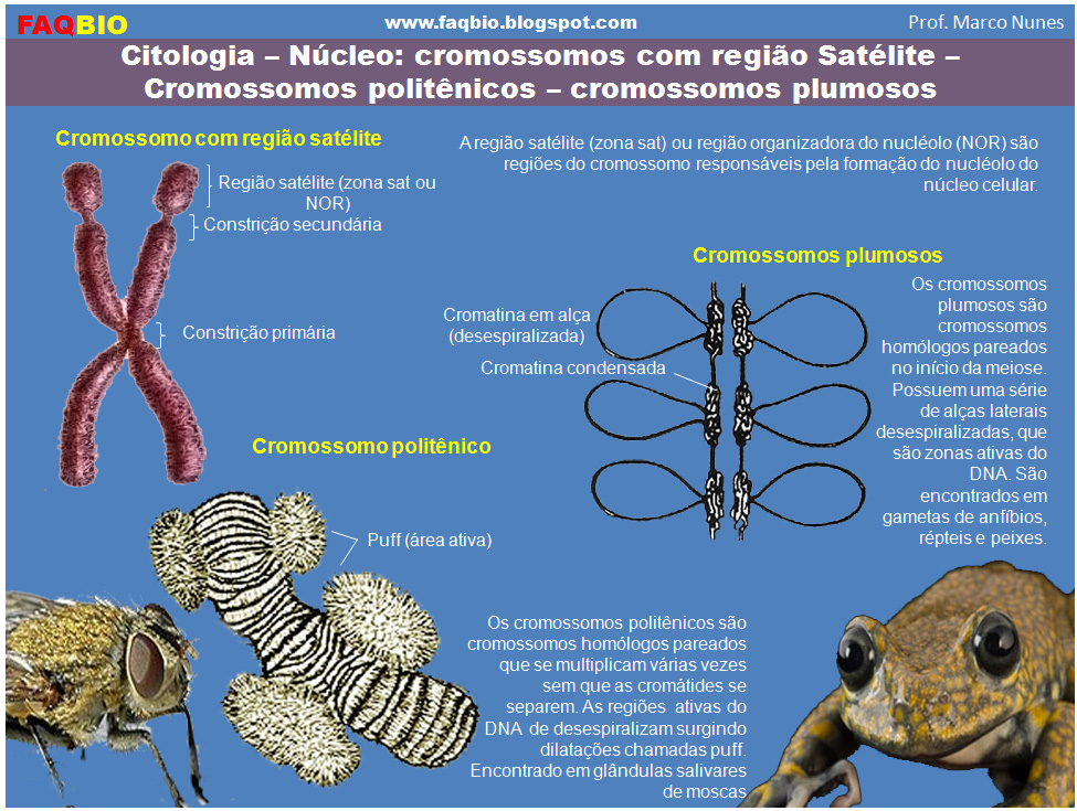 FAQBIO - Apoio ao Estudo de Biologia: FICHA RESUMO - CITOLOGIA - NÚCLEO ...