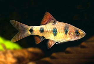 How to Spawn Clown Barb Fish - fish-hobbyist