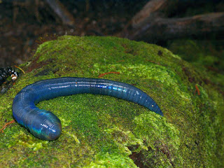 JUstDreamInparadise: Blue Worms and Blue Snakes