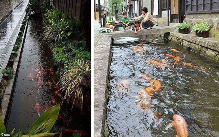 Ritebook: Drainage Canal is the Home of Colorful Koi Fishes in Japan