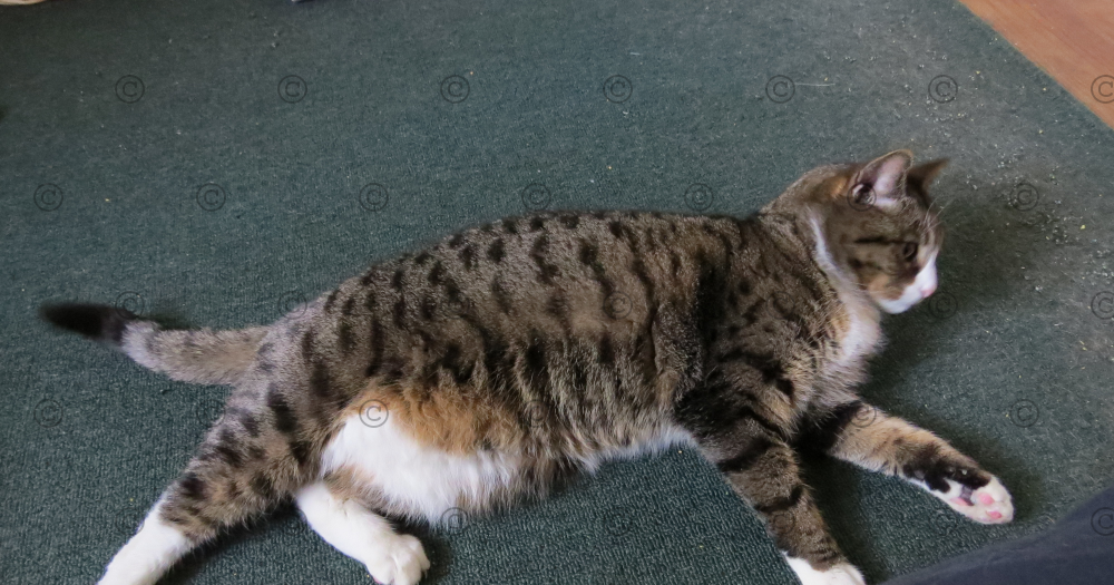 Anne's Creative Cornucopia: "The Cat" - Photograph