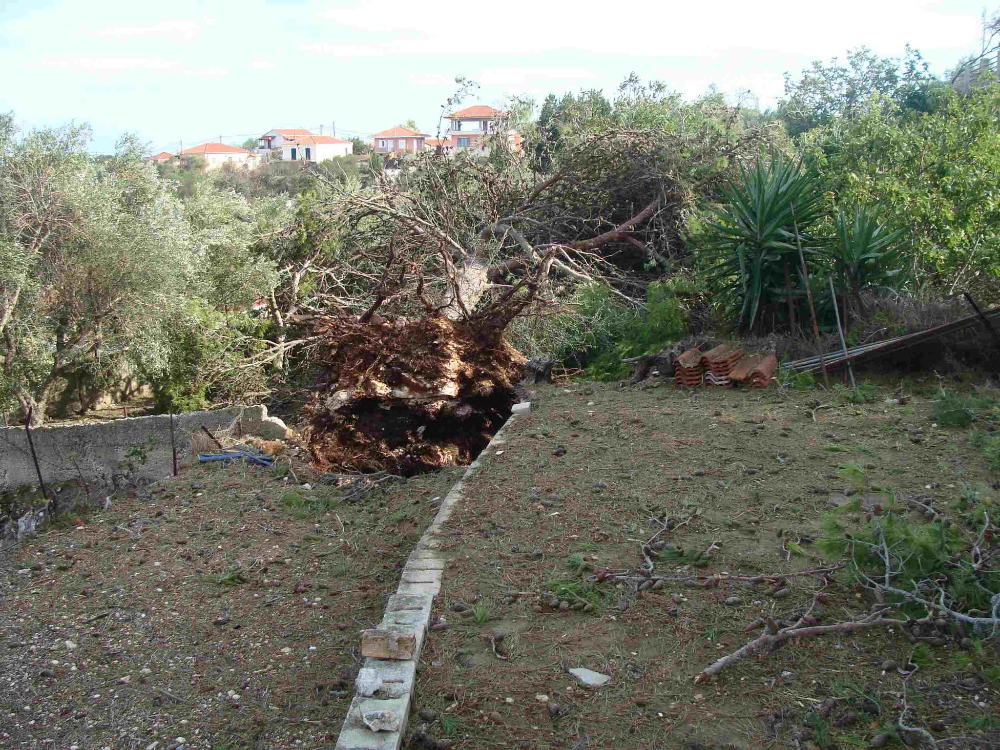 ΔΑΜΟΥΛΙΑΝΑΤΑ: ΔΑΜΟΥΛΙΑΝΑΤΑ ΚΥΚΛΩΝΑΣ ΙΑΝΟΣ