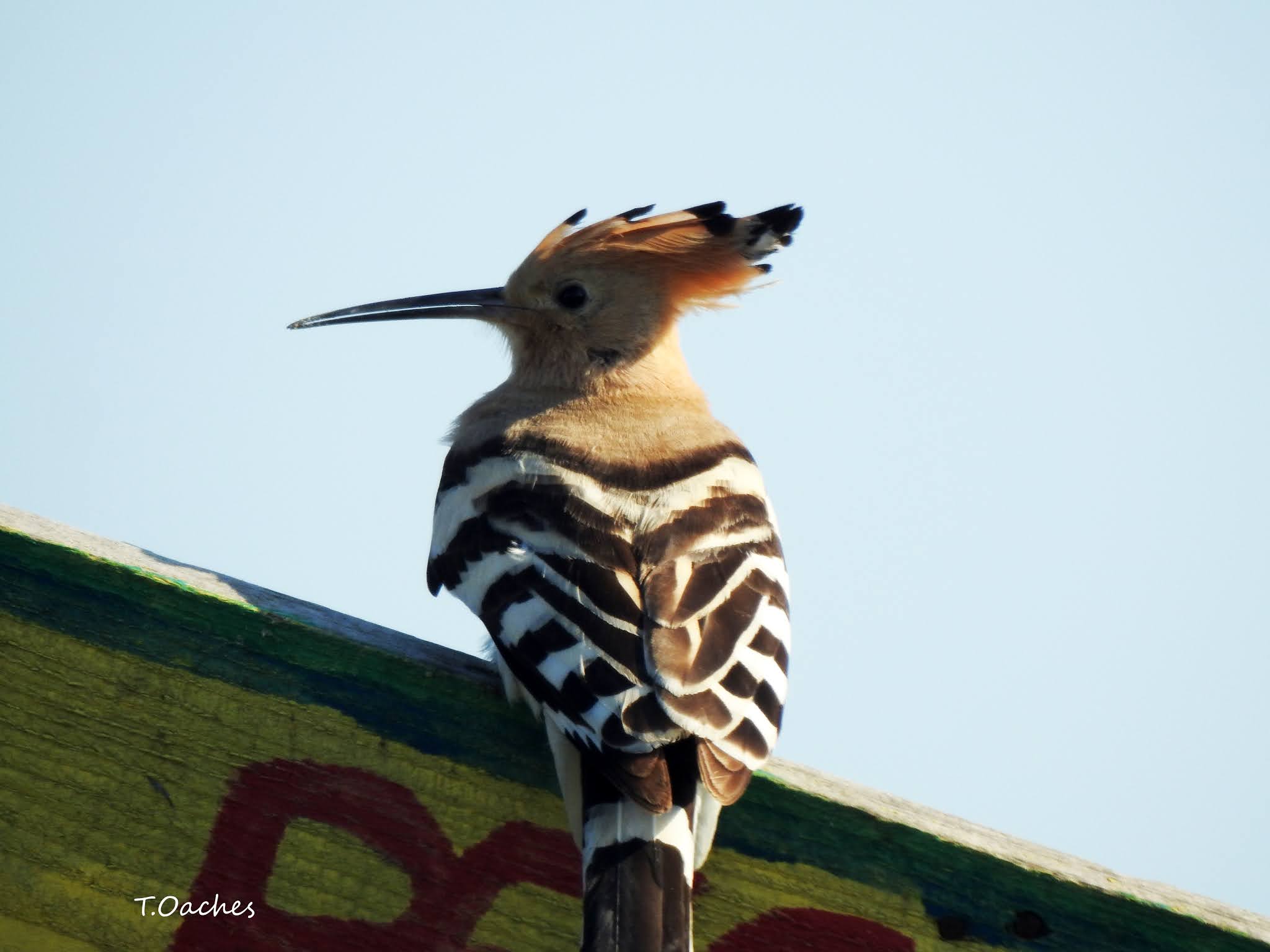 PASARI DIN ROMANIA: PUPAZA, Upupa epops
