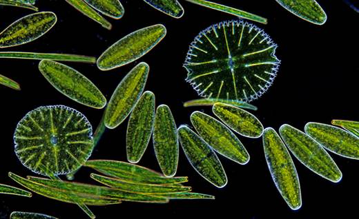 BIOLOGIA PARA A VIDA : ALGAS VERDES - ANCESTRAL DE TODAS AS PLANTAS ...