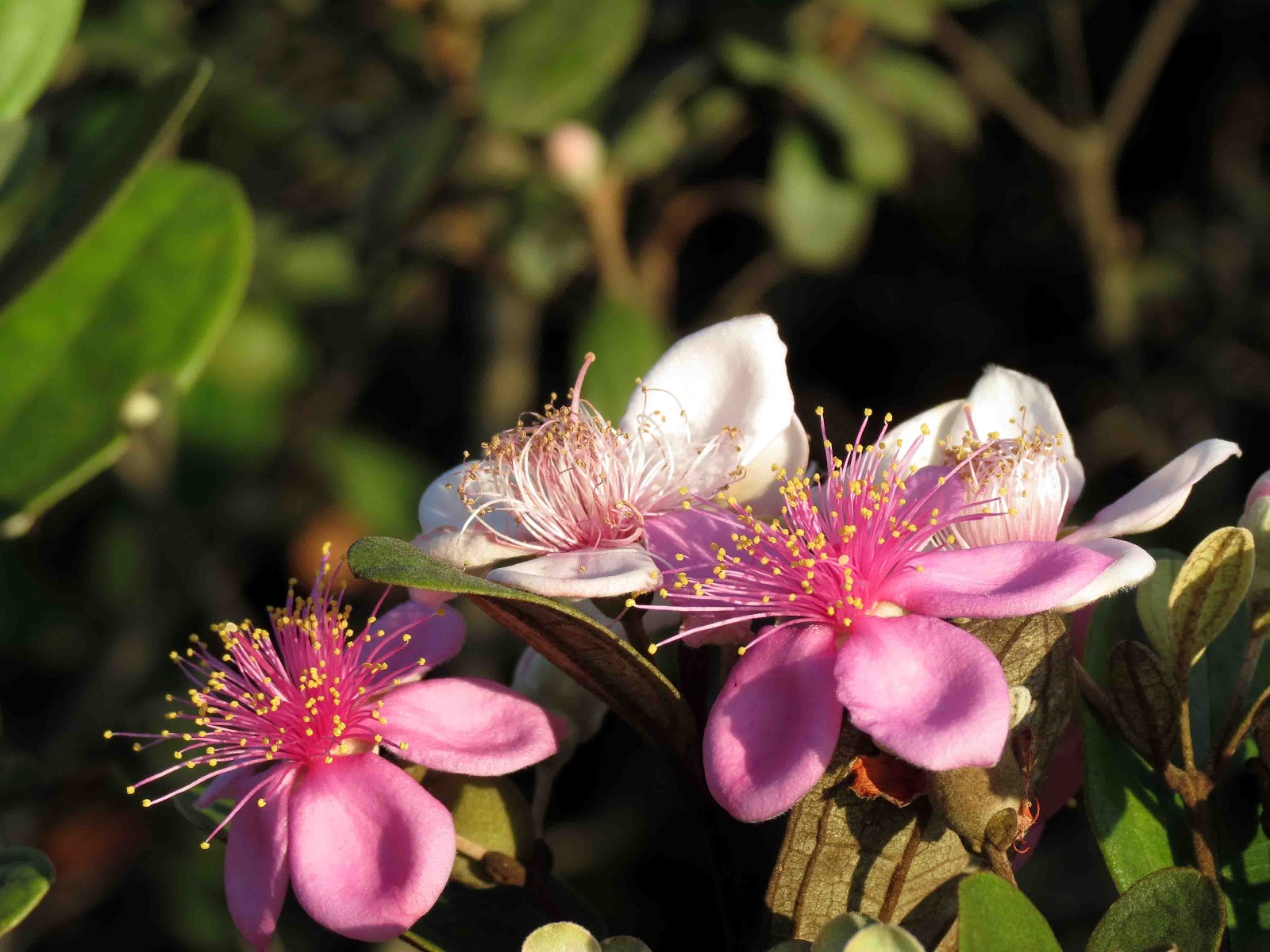 PHOTO: Chùm ảnh: Những đồi Hoa Sim