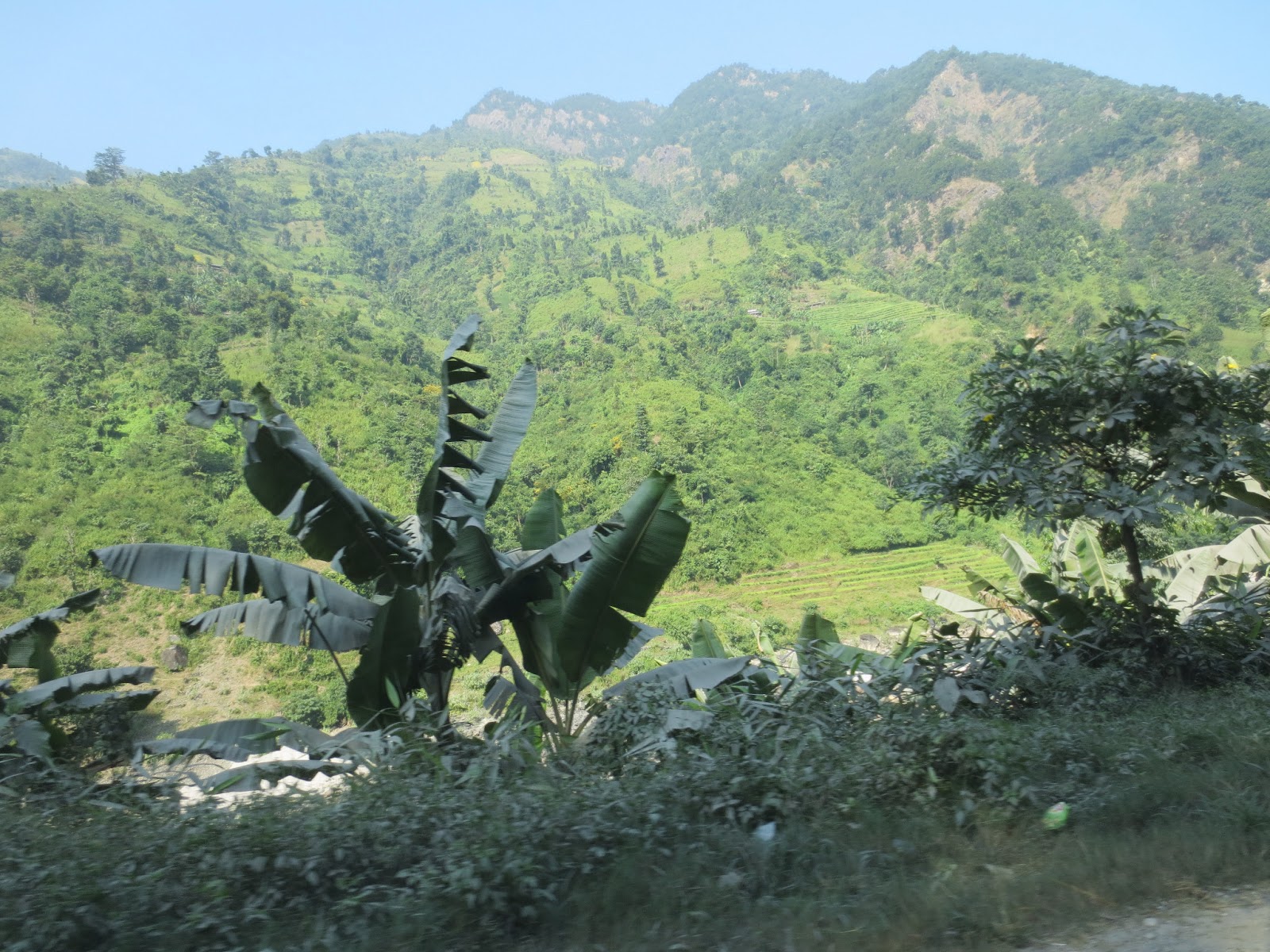 Taste of Nepal: Banana Blossom - Keraa ko Bungo - (केराको बुङ्गो)