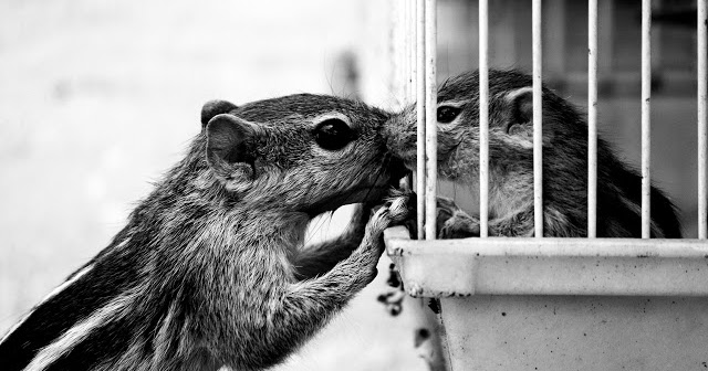 Do Animals Feel Emotions?