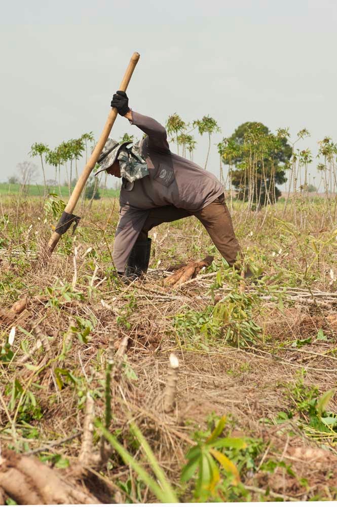 Allen's World: Cassava Harvest In Isaan