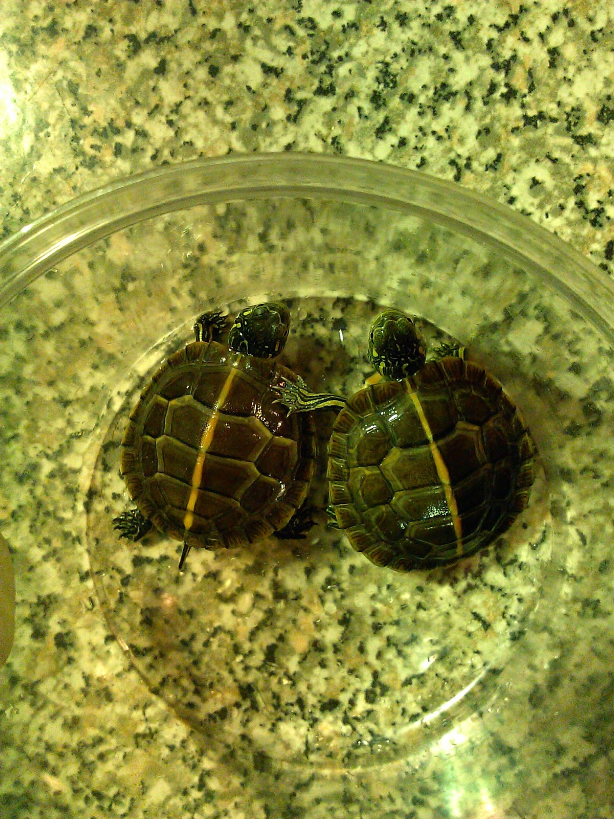 Melissa's Turtle Blog: My Turtles