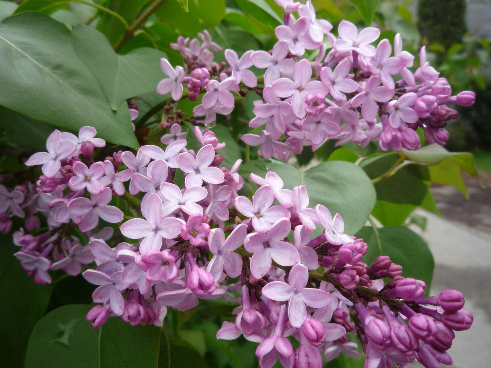 Vermont backyard Flowers -May 2012. South Burlington, Vermont | South ...