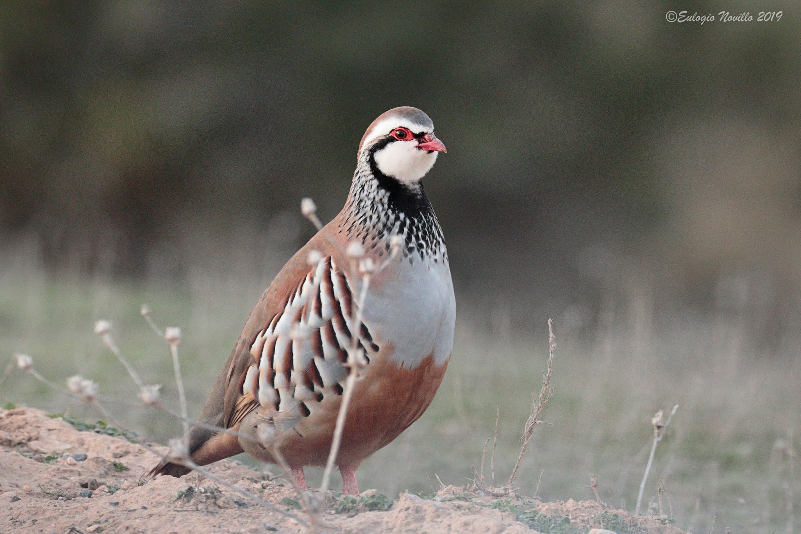 NATURALFOTO.: Perdiz roja. (Alectoris rufa).
