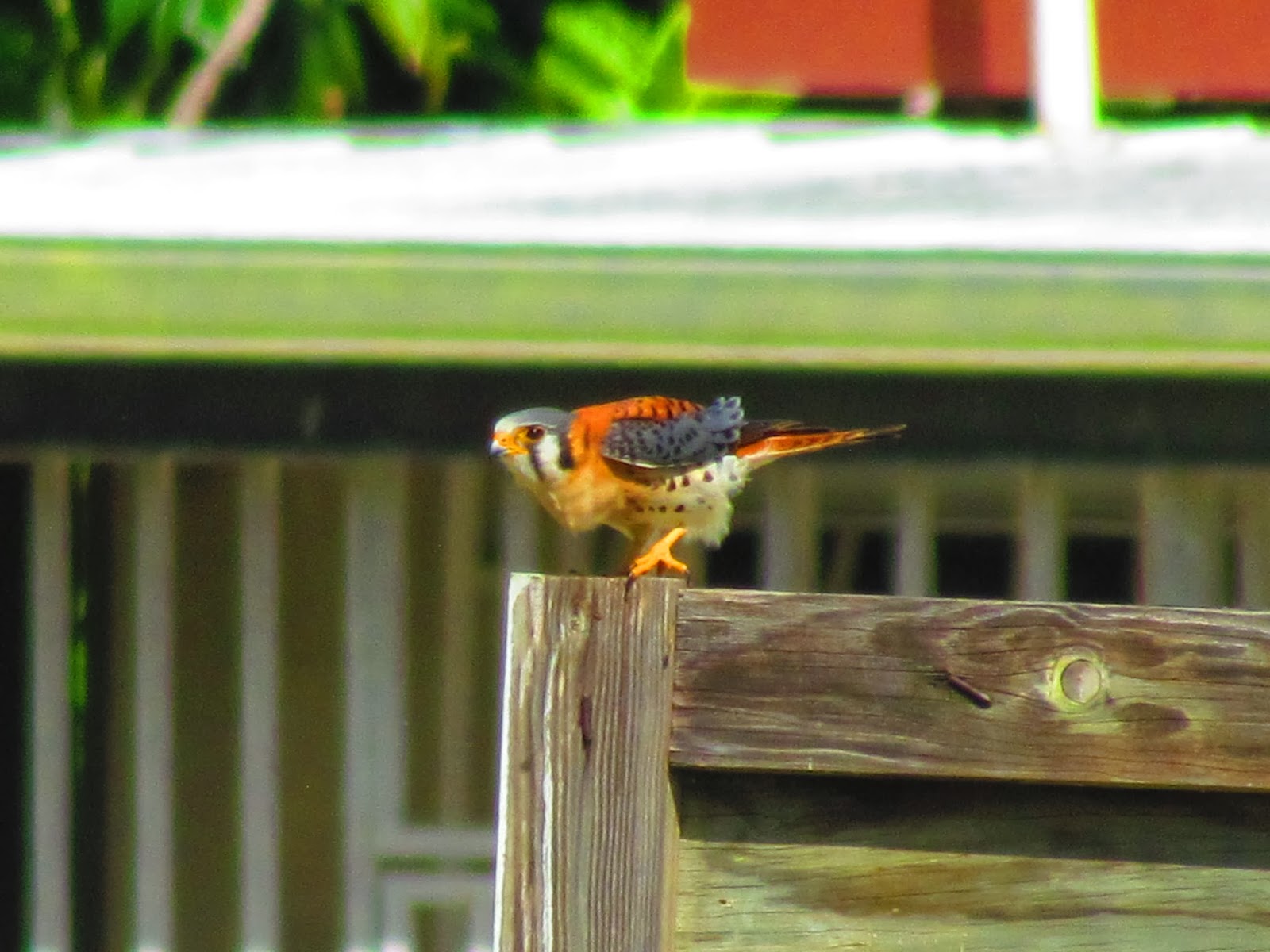Foto Blog Puerto Rico: Halcón o Falcón Americano