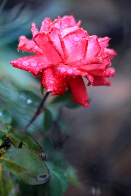 Mademoiselle Mermaid: Friday Flower Pick : Rain Drops on Roses