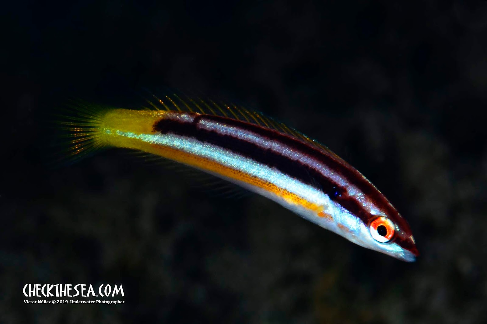 Check the Sea. Web de buceo y fotografía submarina de las Islas ...