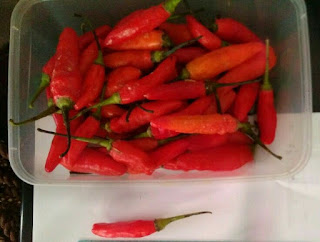 Ciri Ciri Perbedaan Cabai Rawit Hijau dan Cabai Rawit Putih - Agroloka.com