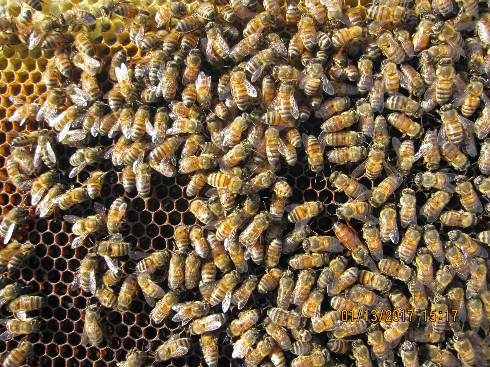 Winter Hive Check & Varroa Mite Treatment