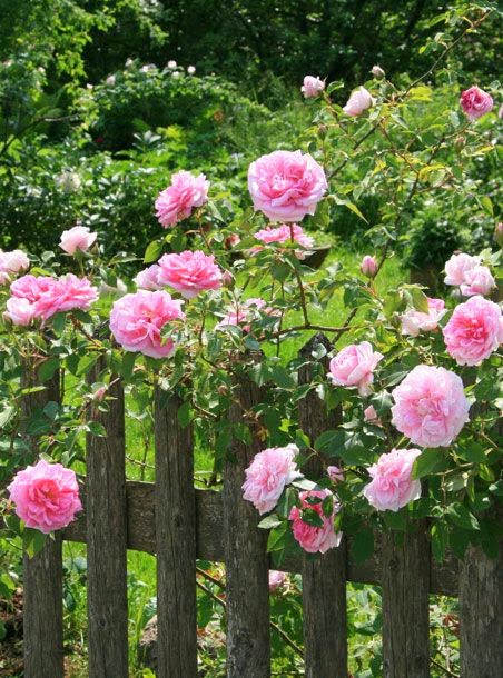 English Rose Gardens