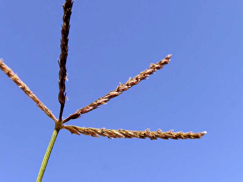 Flora Amorgina: Cynodon dactylon