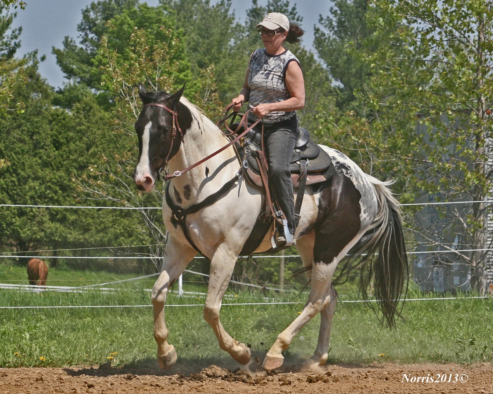 Elaine Ward Western Style Dressage: Acceptable Outlines for Basic Level ...