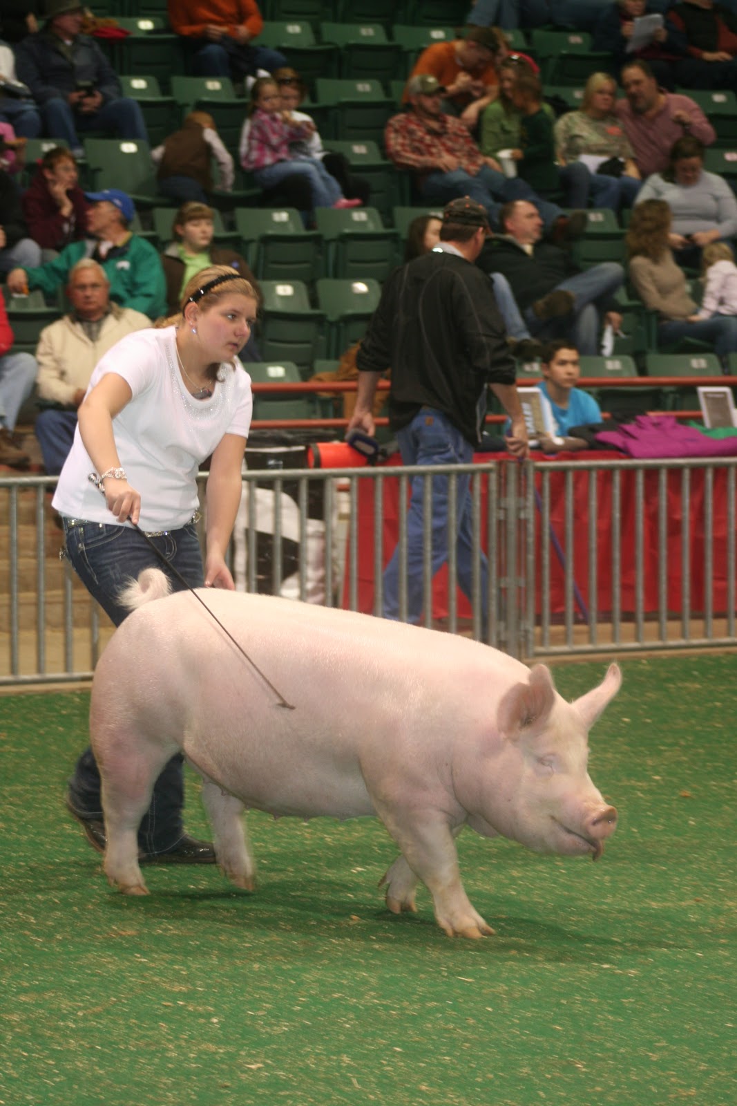 NSR Show & Sale Results: Southeast Regional Yorkshire Gilts Results