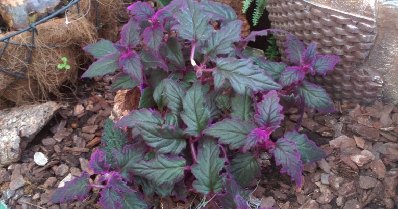 Plantas y flores: Gynura aurantiaca