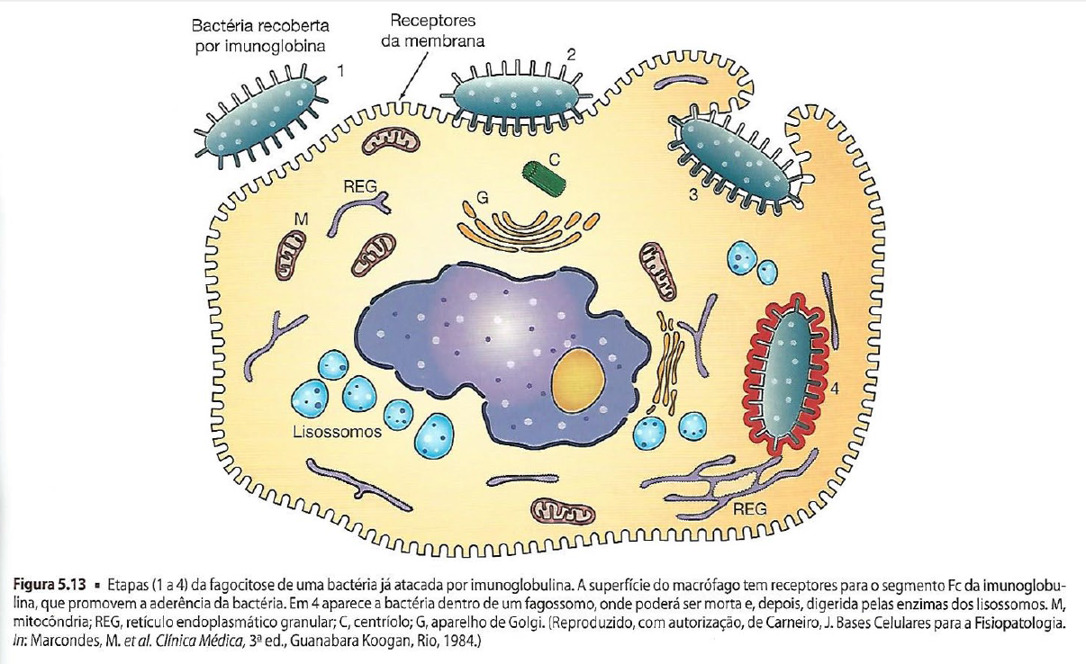 Ciências 7°Ano S CEC
