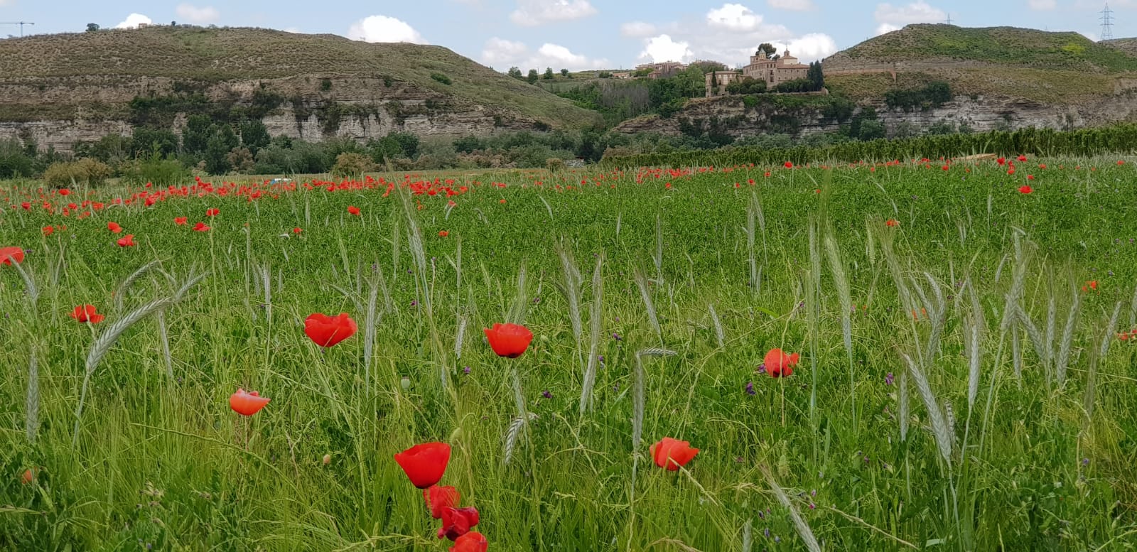 Cooperativa Besana: ABRE NATURA EN HUERTA BESANA