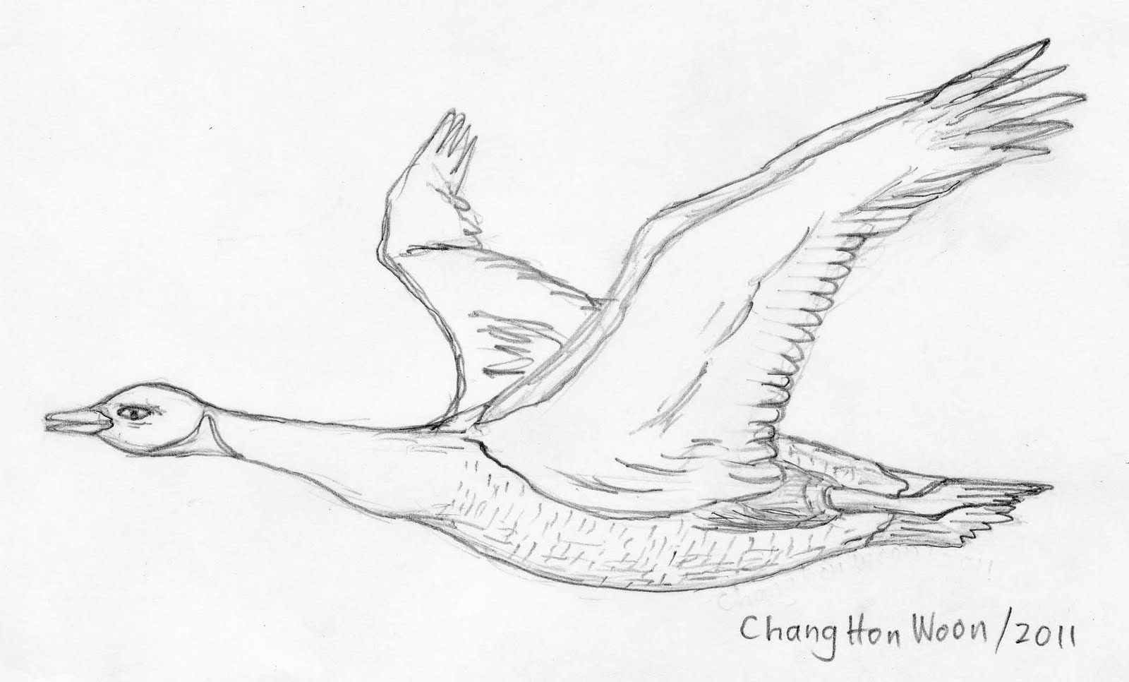 How To Draw A Flying Goose Sketch Coloring Page