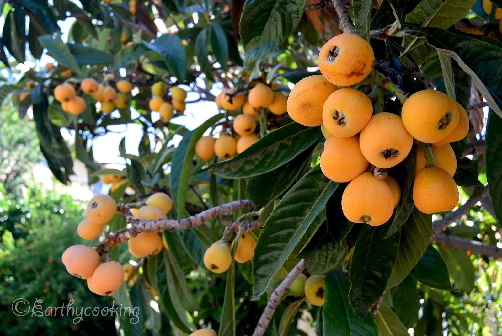 Earthycooking : Organic Loquat Jam
