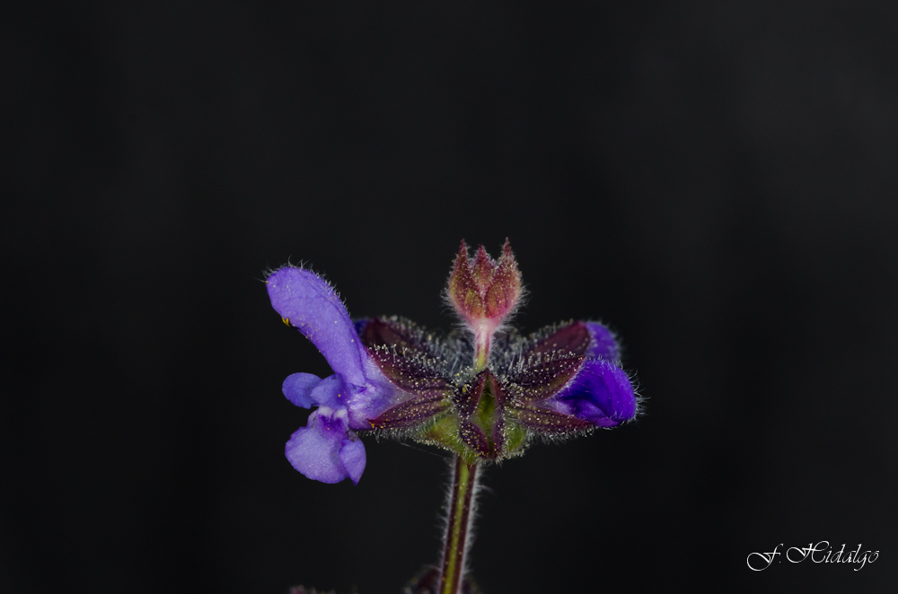 Naturaleza y Fotografia ( Francisco Hidalgo): Salvia riparia Kunth