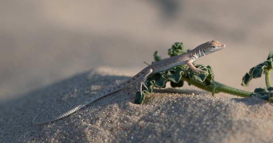Birds of Saudi Arabia: Blanford's short-nosed desert lizard - Wannan