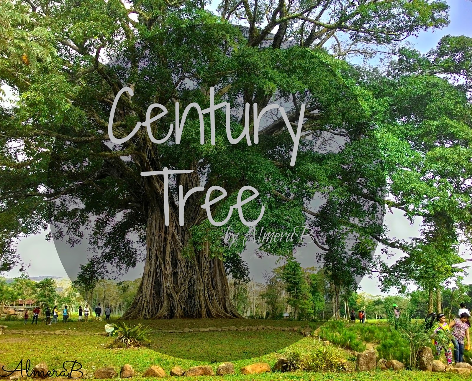 Negros Travels: Oldest and Biggest Tree of Canlaon City: Almera Talks ...