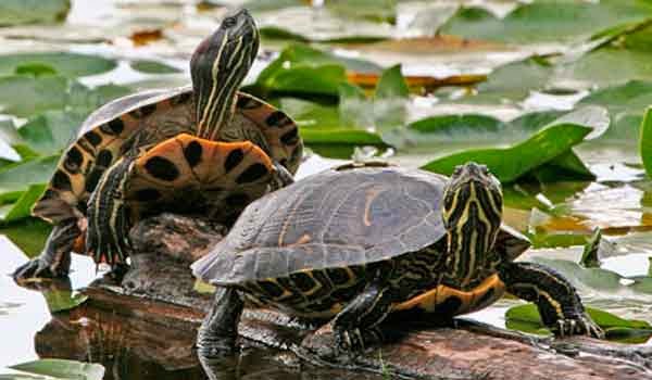 16 Macam Kura-kura Brazil Unik dan Langka di Pasaran Indonesia