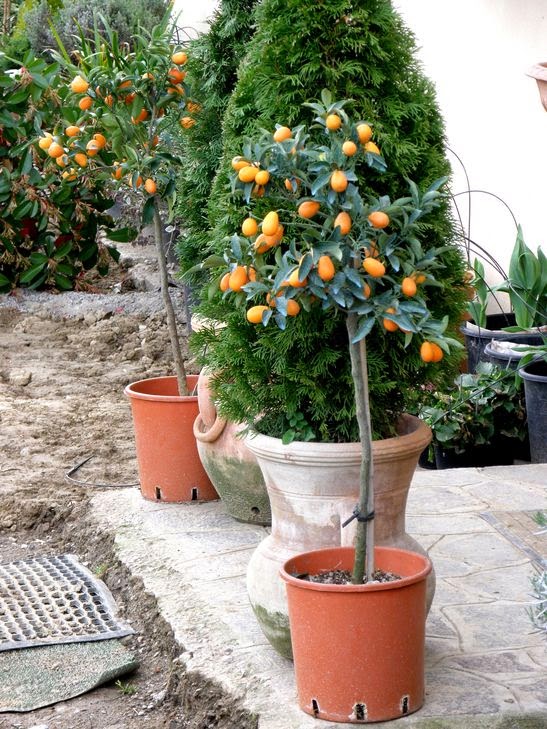 Cytrusy i rośliny egzotyczne : 2015