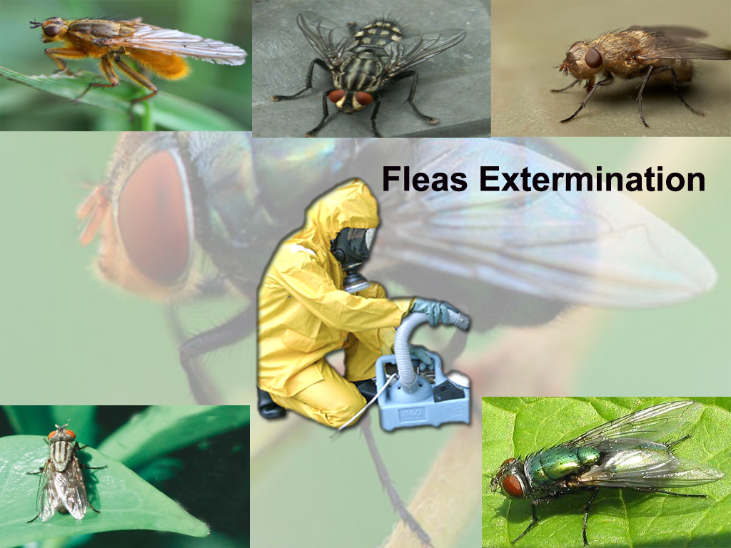 Bed Bugs Pest Control Canada Companies Bed Bug Exterminator Services