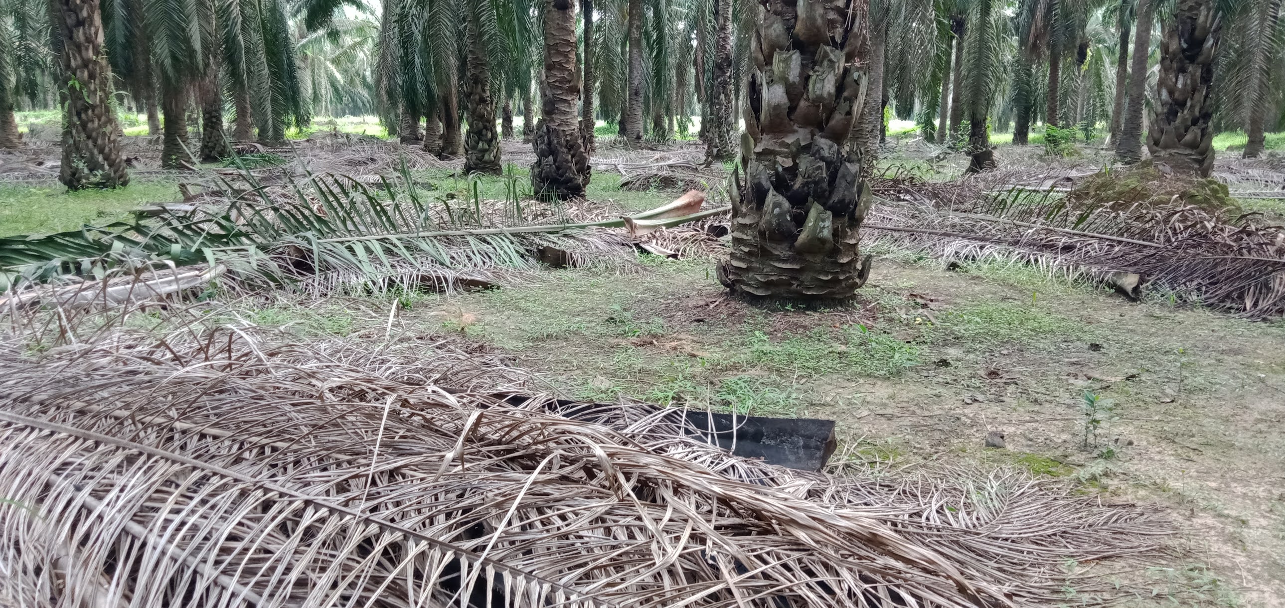 Menyusun Pelepah Sawit