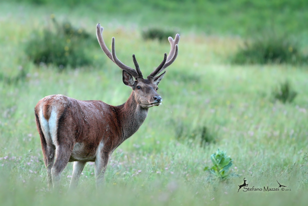 Stefano Mazzei wildlife photographer: Cervo Show ( palchi in velluto )