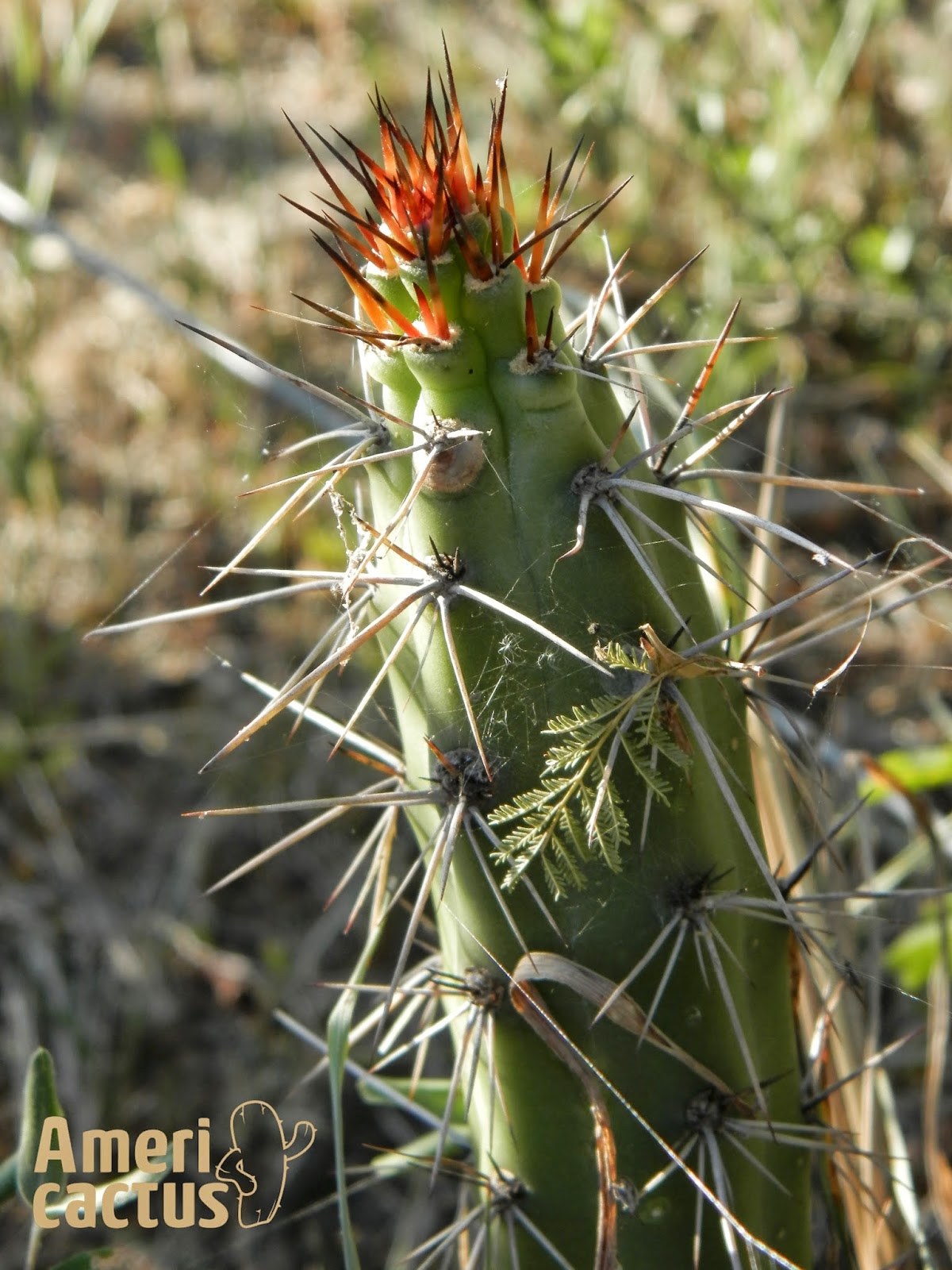 Americactus: Harrisia pomanensis en hábitat